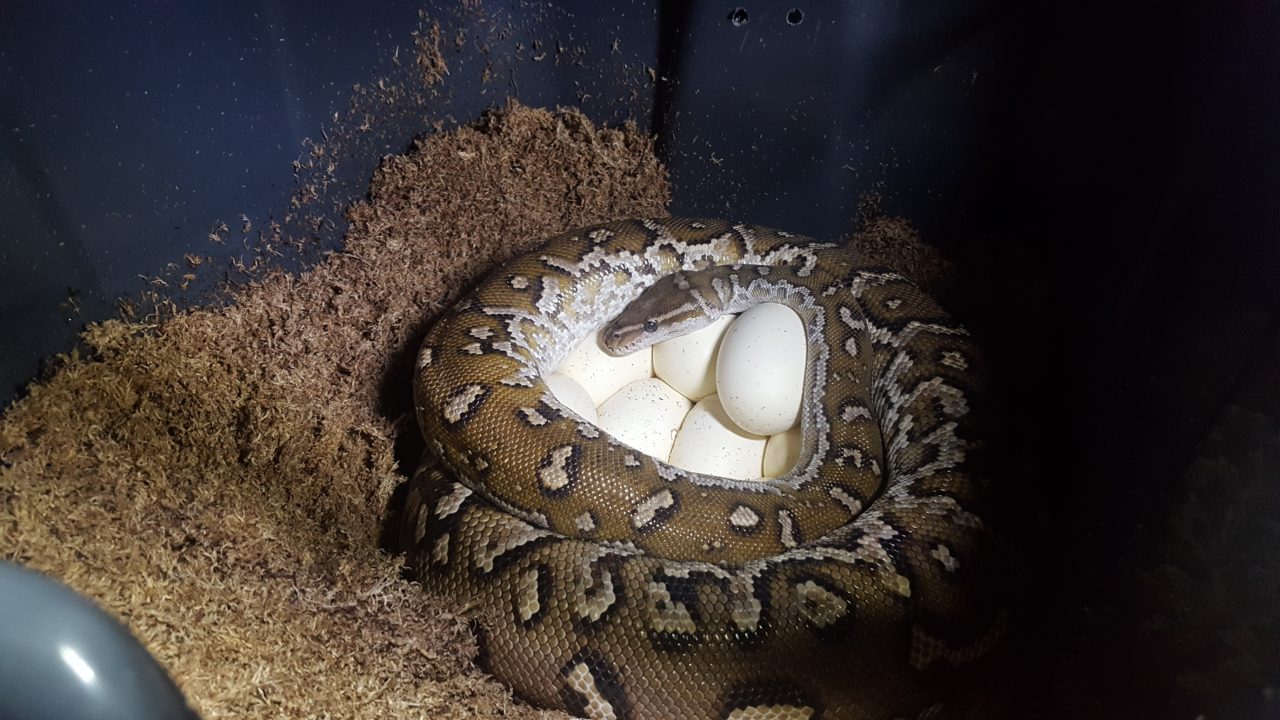 Meldepflicht – Seite 3 – REPTALE.de