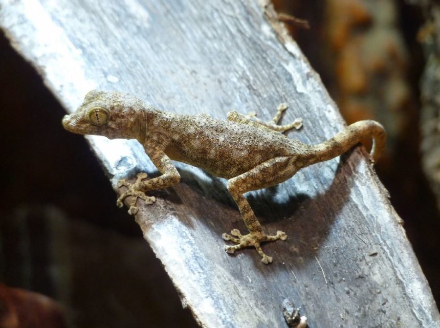 Fluginsekten wie Drosophila, Terfly, Motten, Falter, Goldfliegen ...