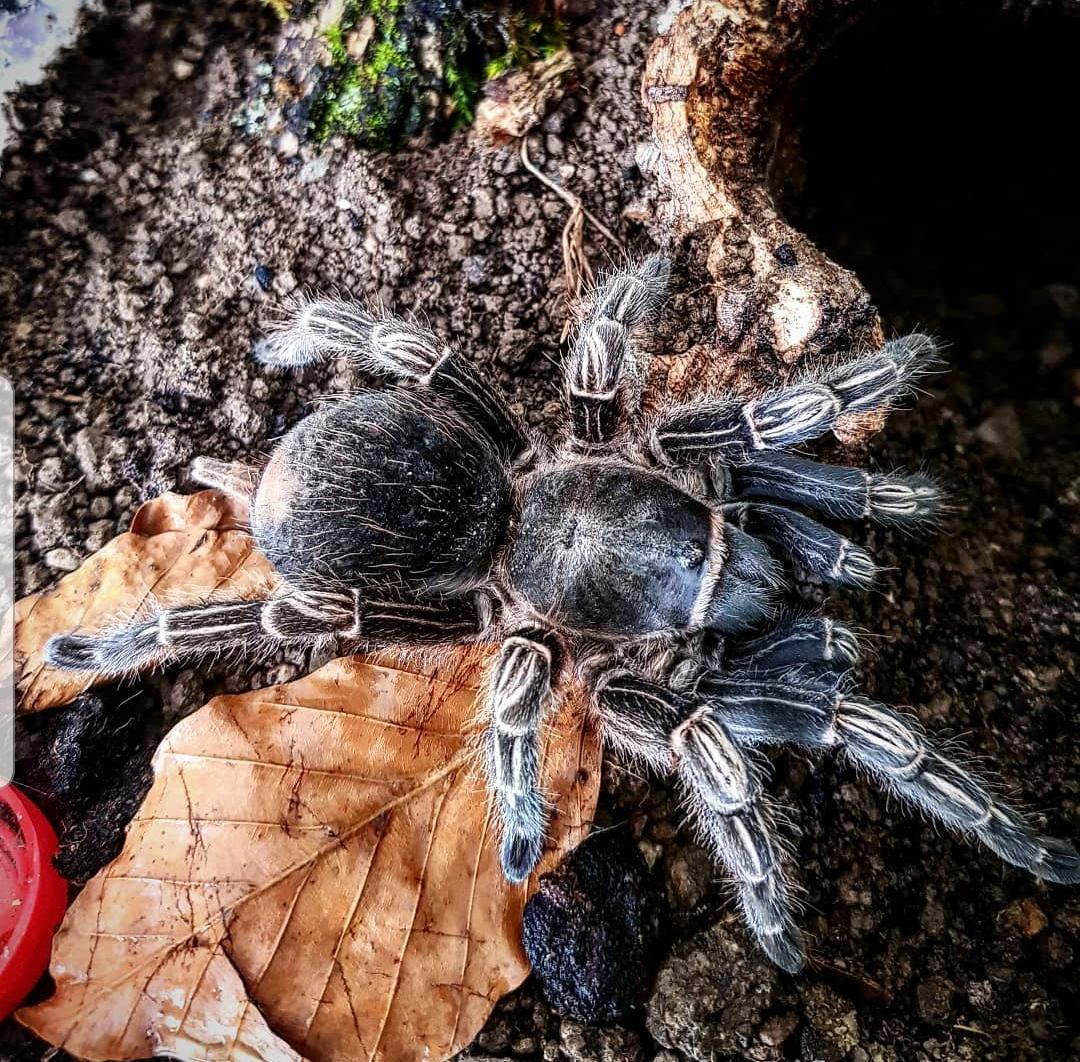 Aphonopelma seemanni – REPTALE.de