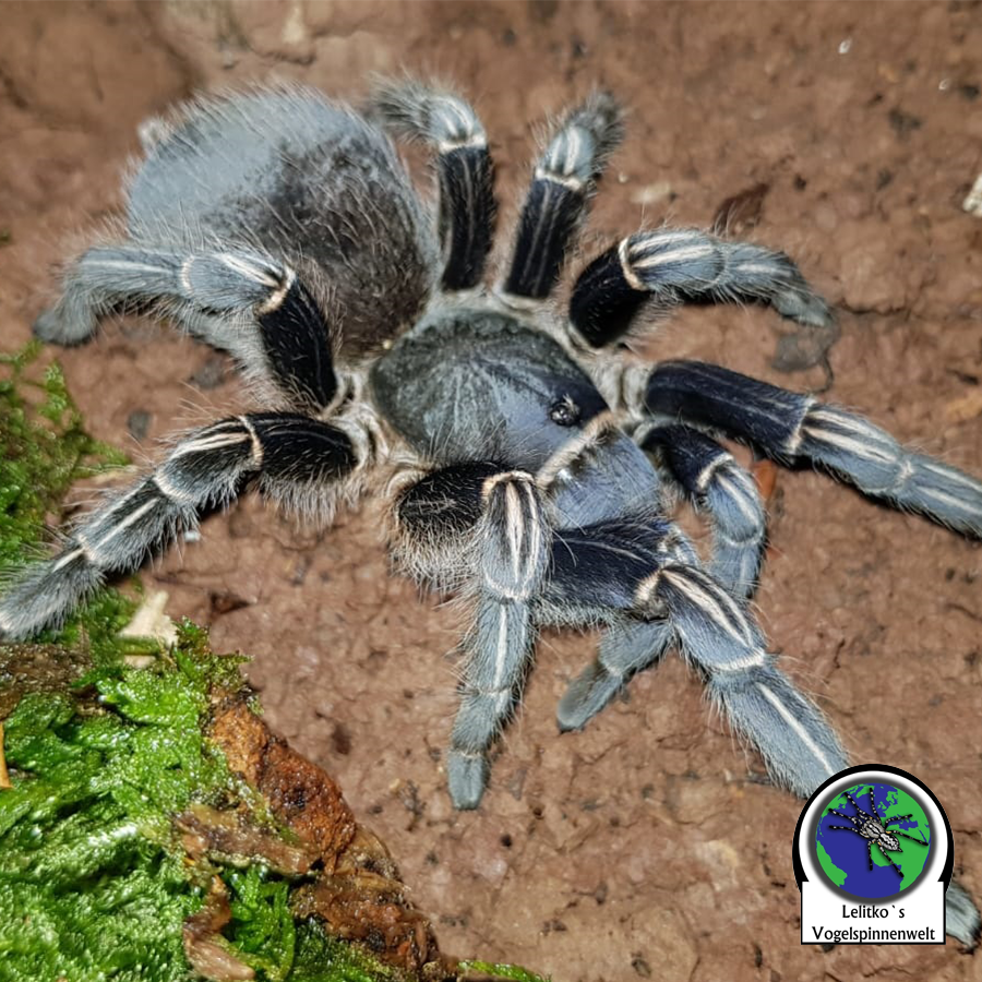 Aphonopelma seemanni – REPTALE.de
