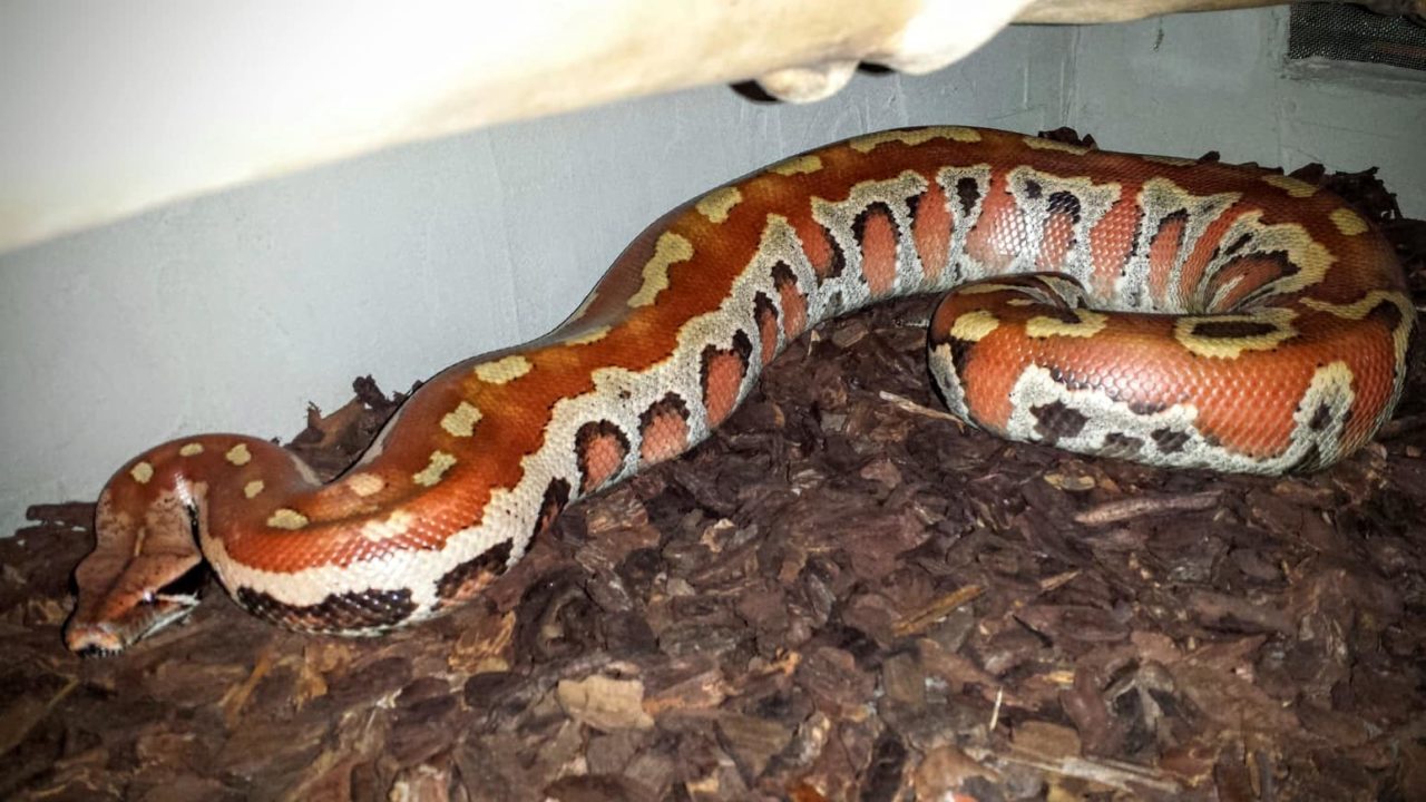 WA Anhang II – REPTALE.de