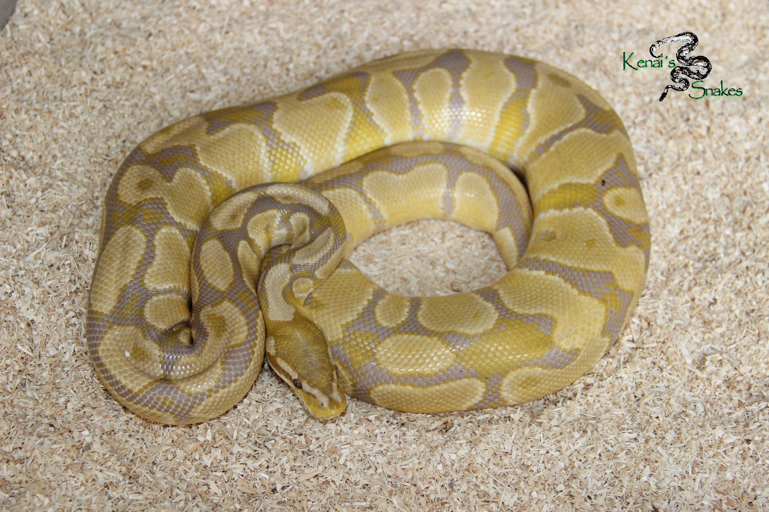 Königspython – REPTALE.de