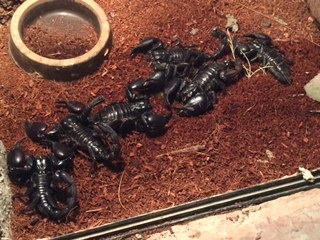 Großer Asiaskorpion – REPTALE.de