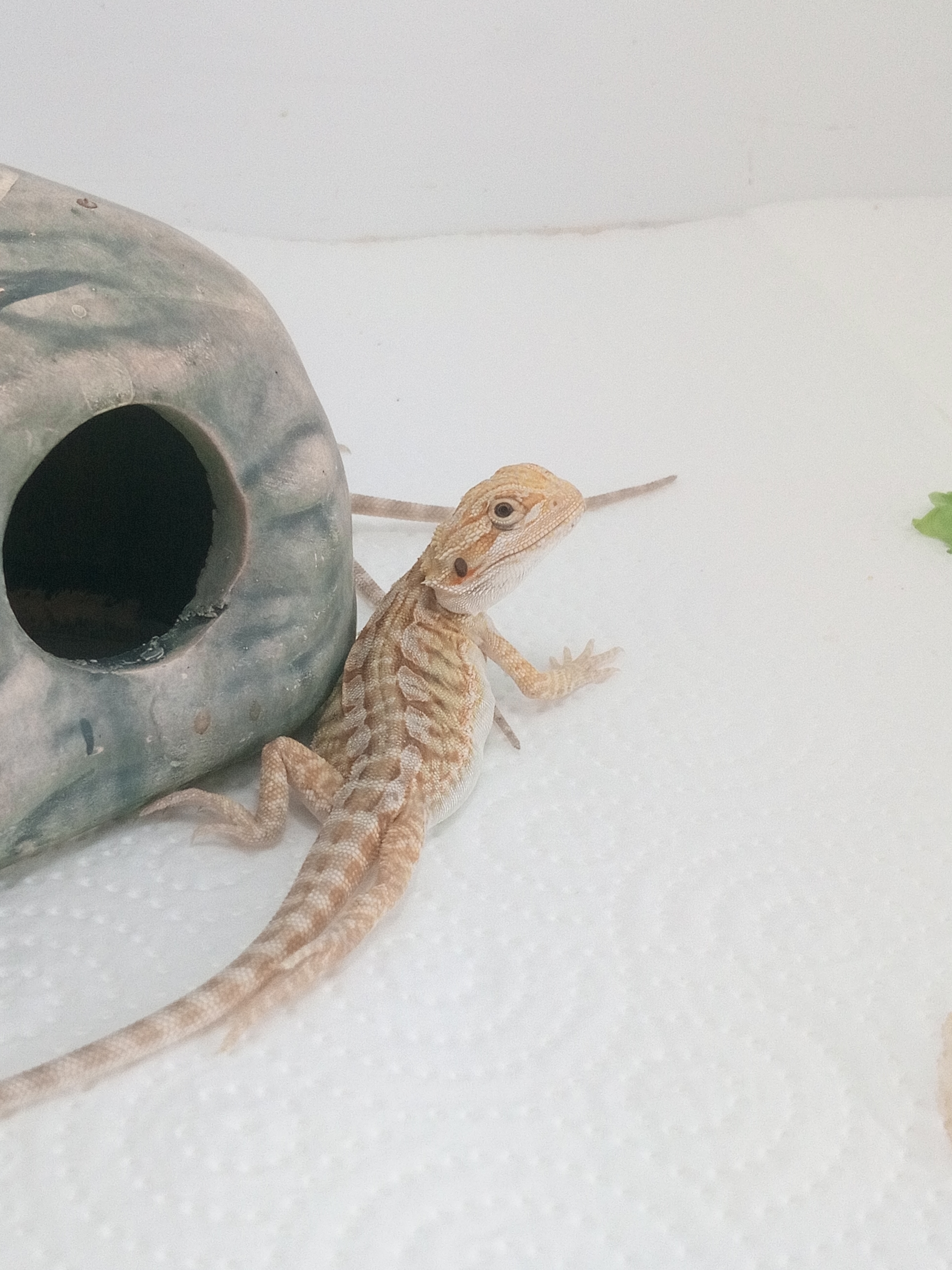 Bartagame – REPTALE.de