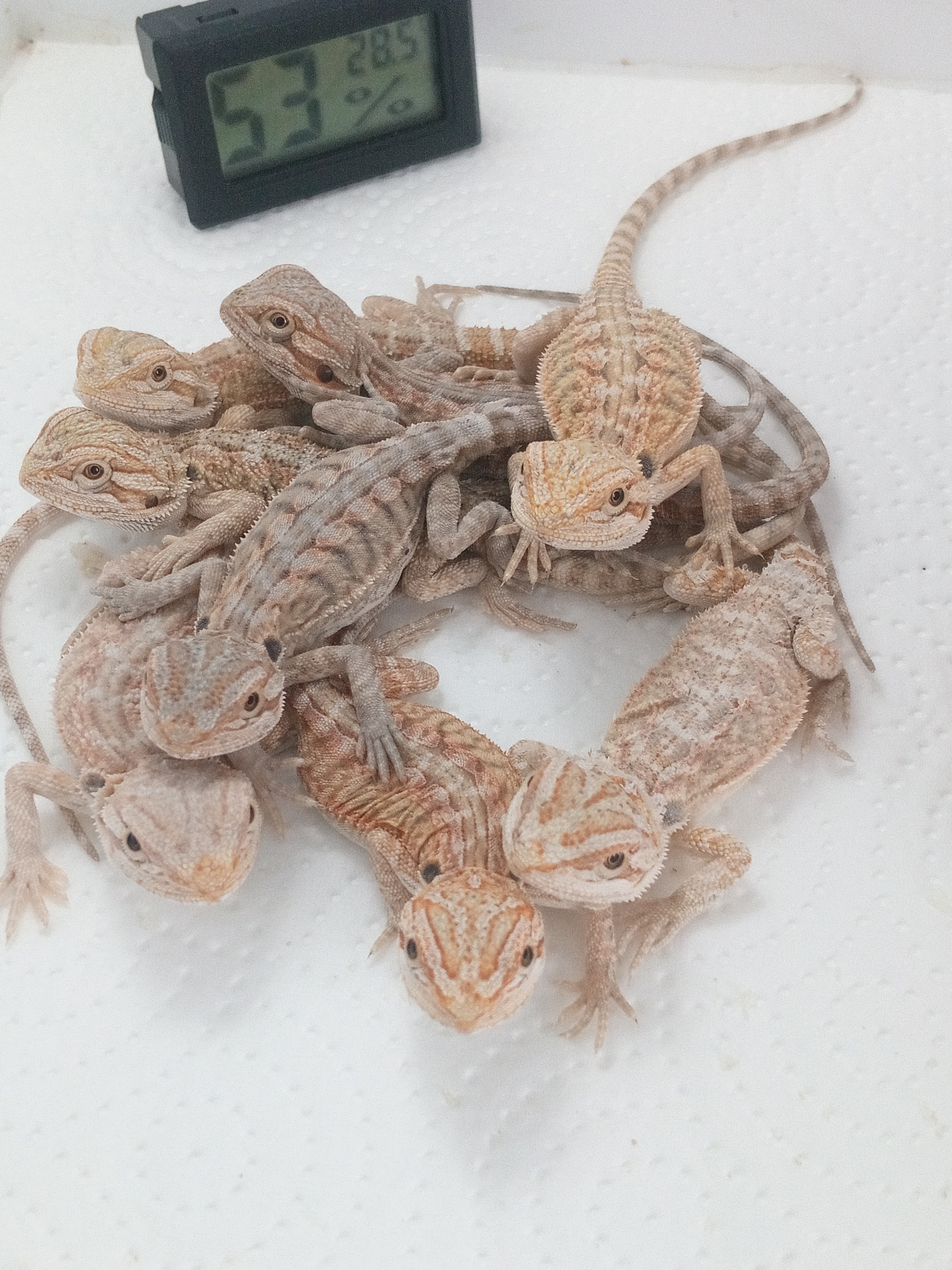 Bartagame – REPTALE.de