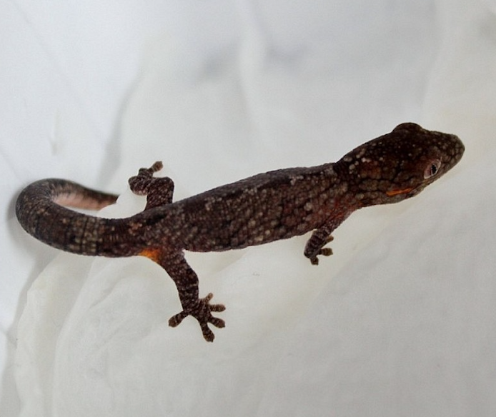 Bauers Chamäleon Gecko – REPTALE.de