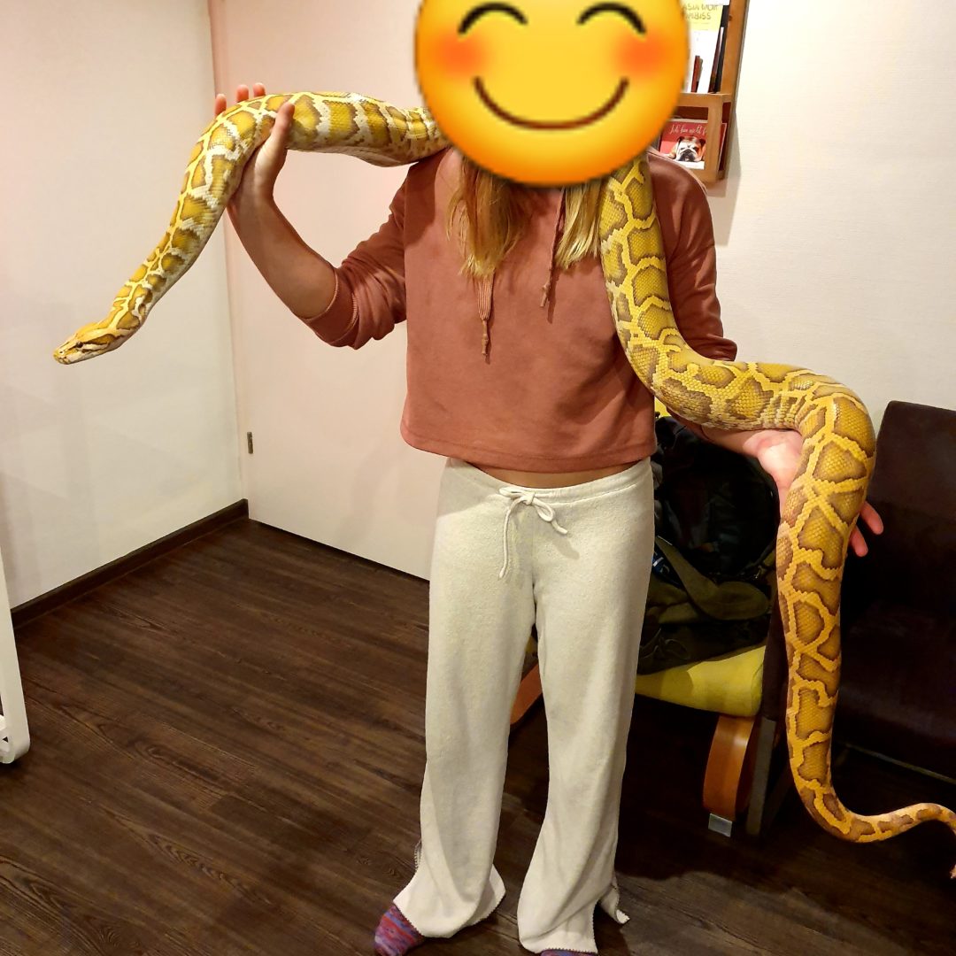 Dunkler Tigerpython – REPTALE.de