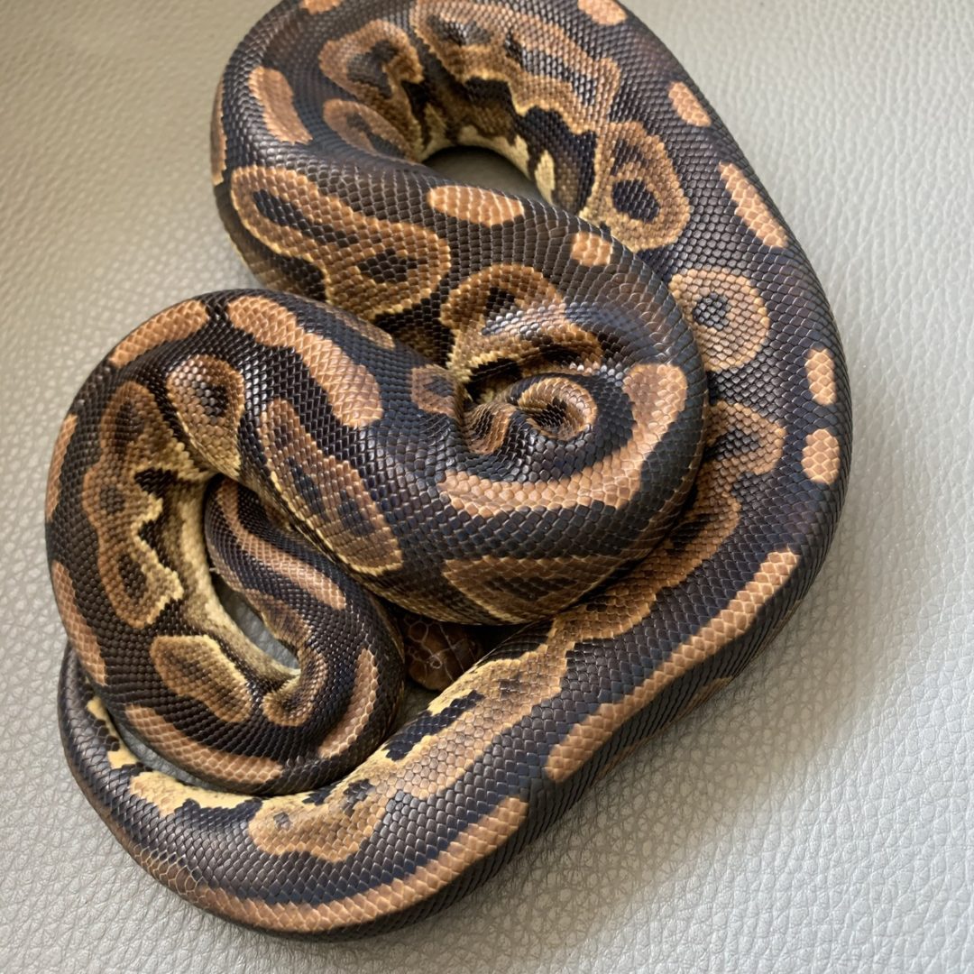 0.2 python regius CB 18/19 – REPTALE.de