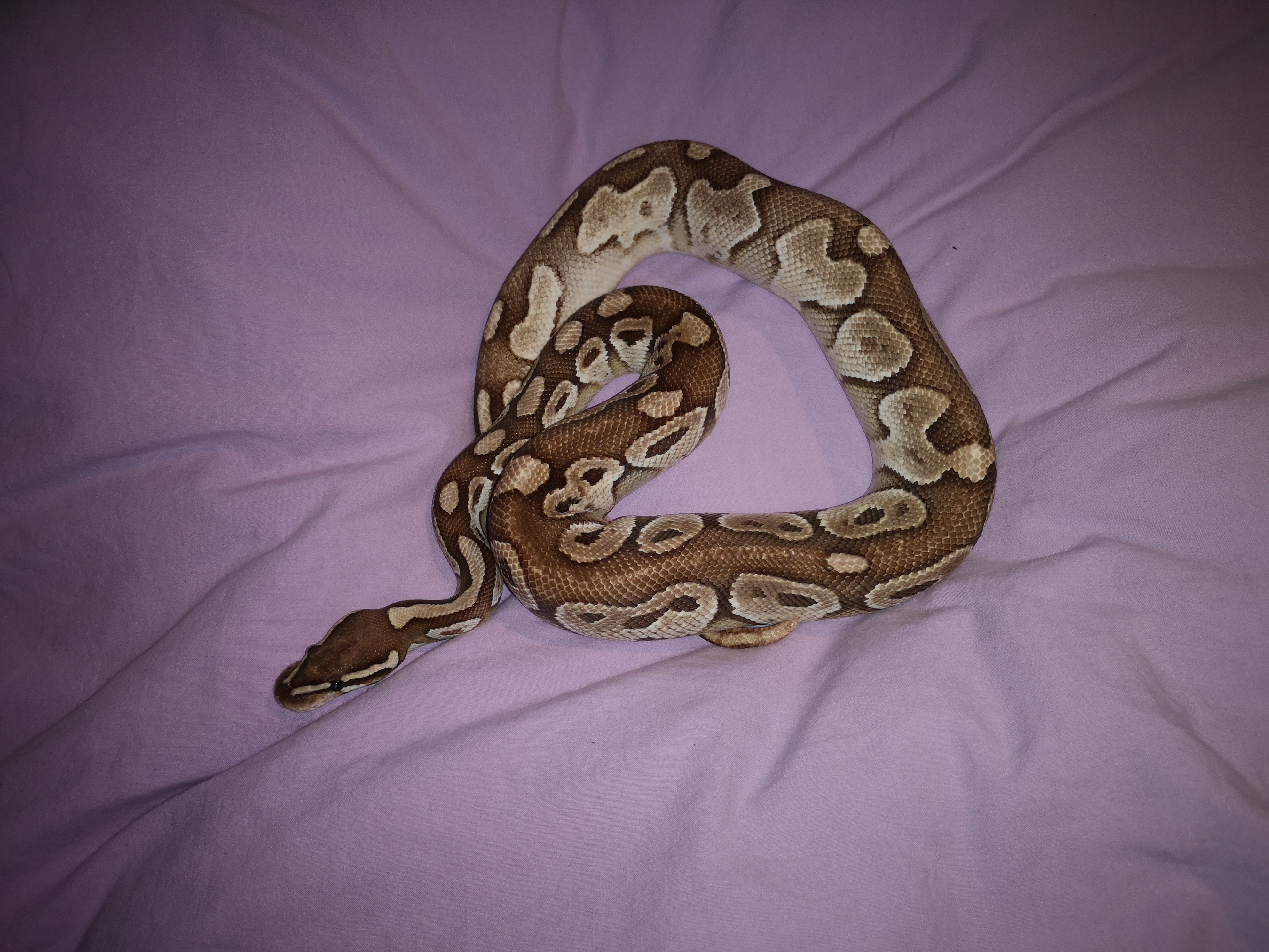 Königspython – REPTALE.de