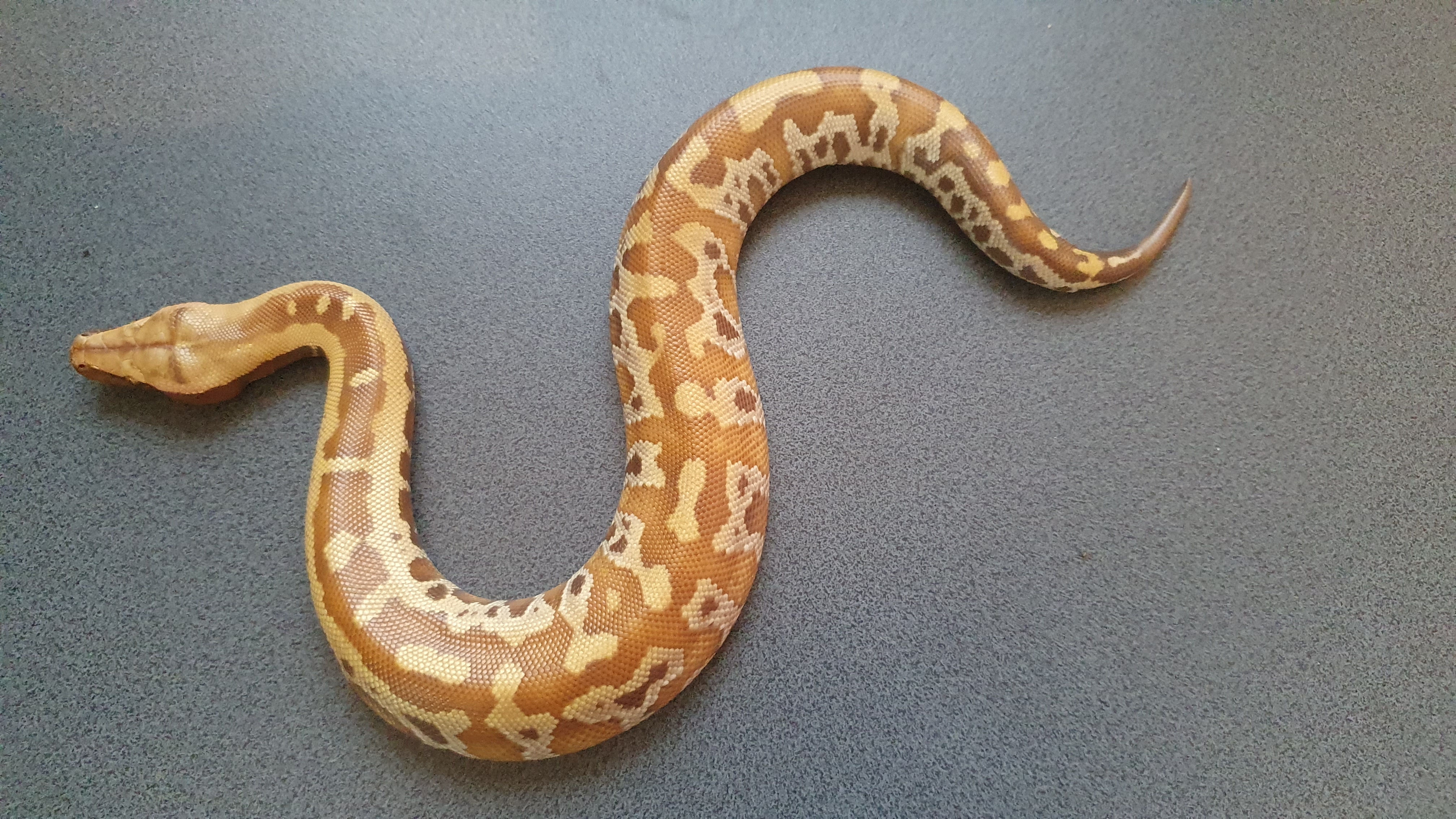 Buntpython, Blutpython – REPTALE.de