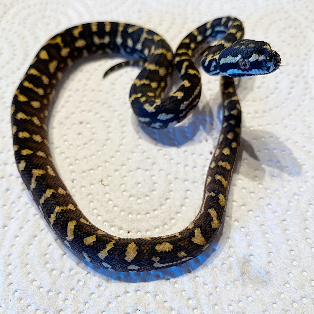 Dschungel Teppichpython – REPTALE.de