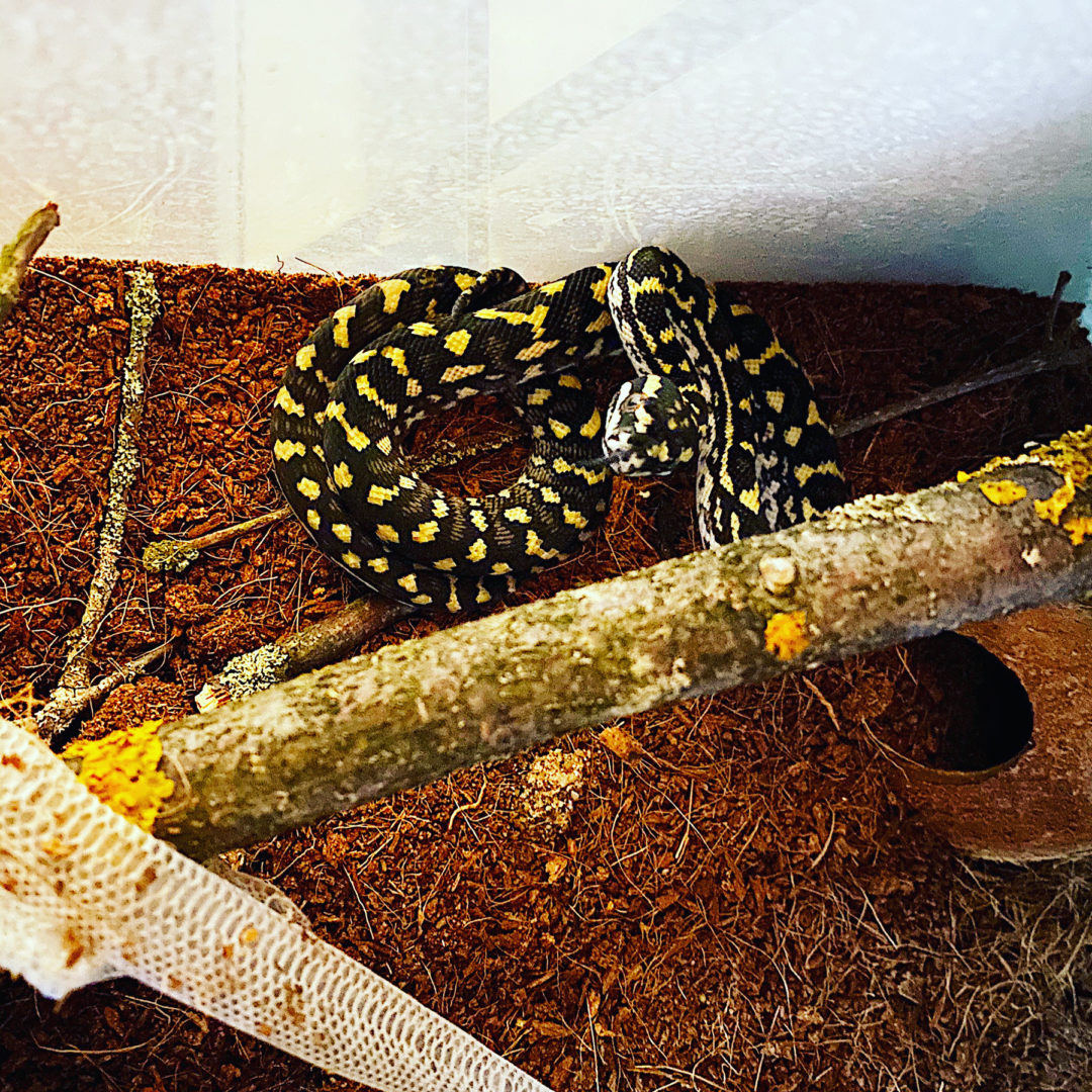 Dschungel Teppichpython – REPTALE.de