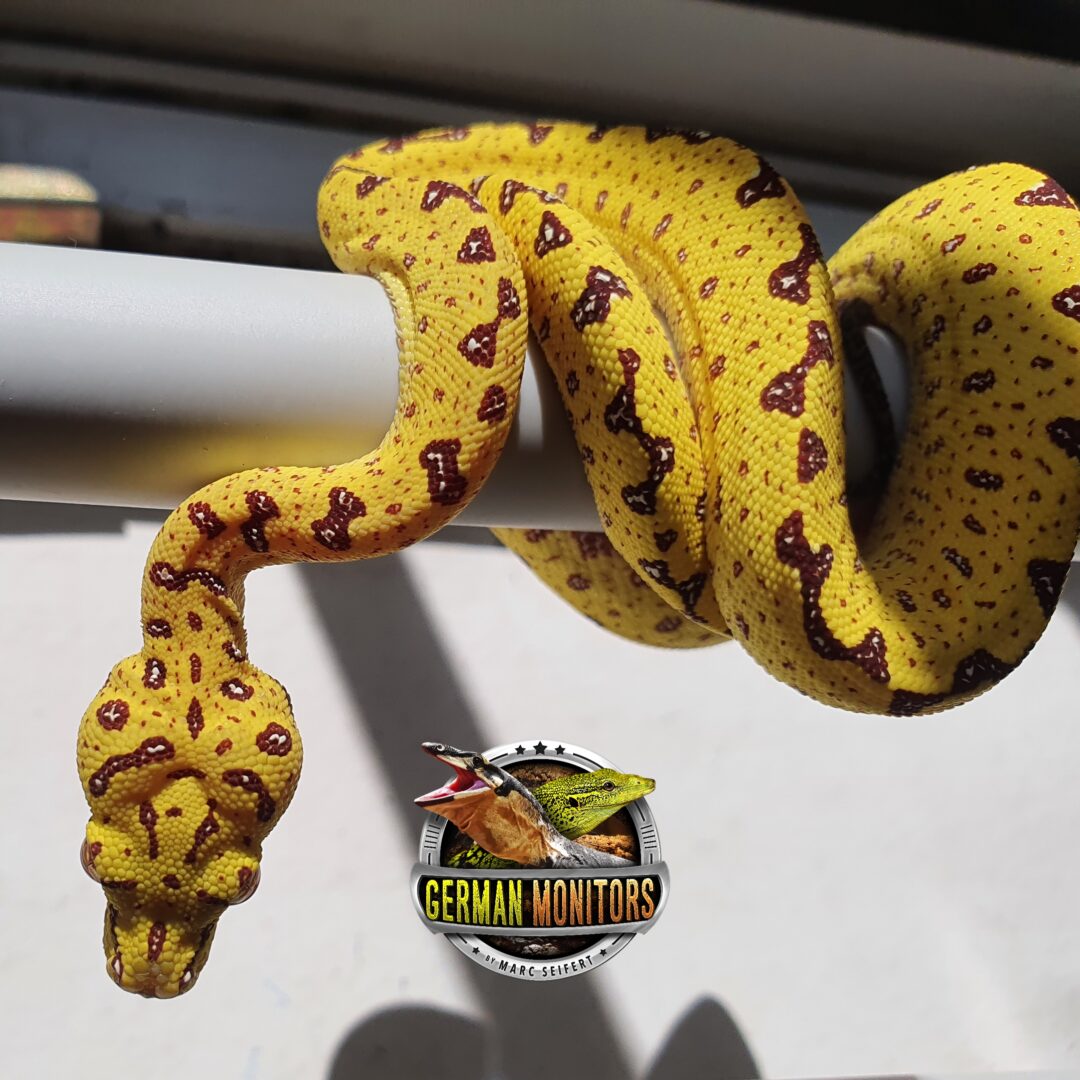 Grüner Baumpython – REPTALE.de