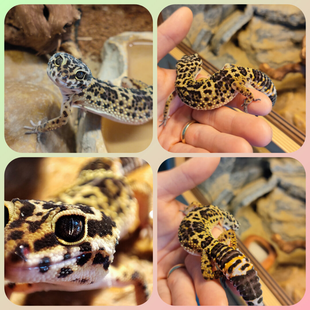 Leopardgecko – REPTALE.de