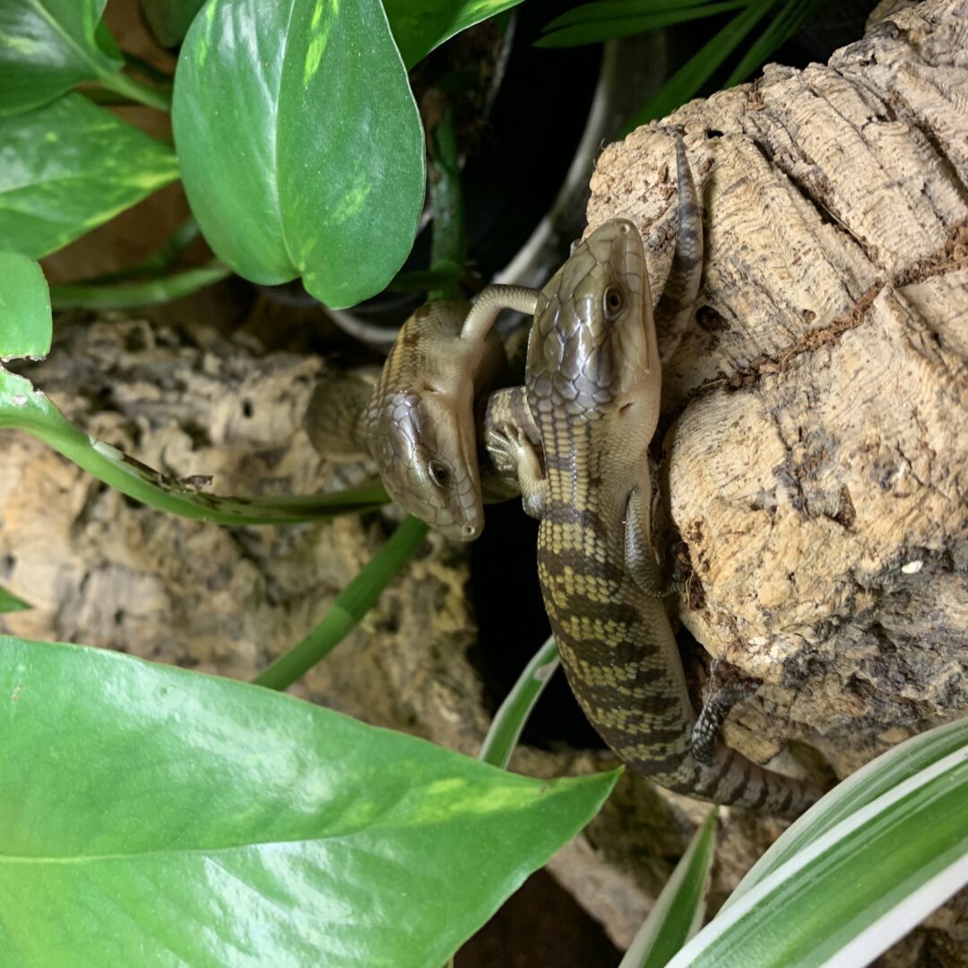 Blauzungenskink – REPTALE.de